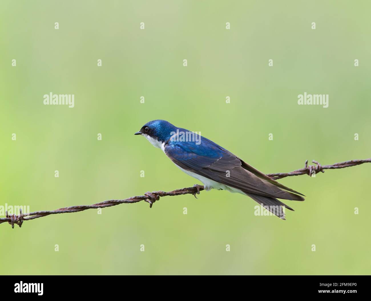 Swallow on a wire hi-res stock photography and images - Alamy