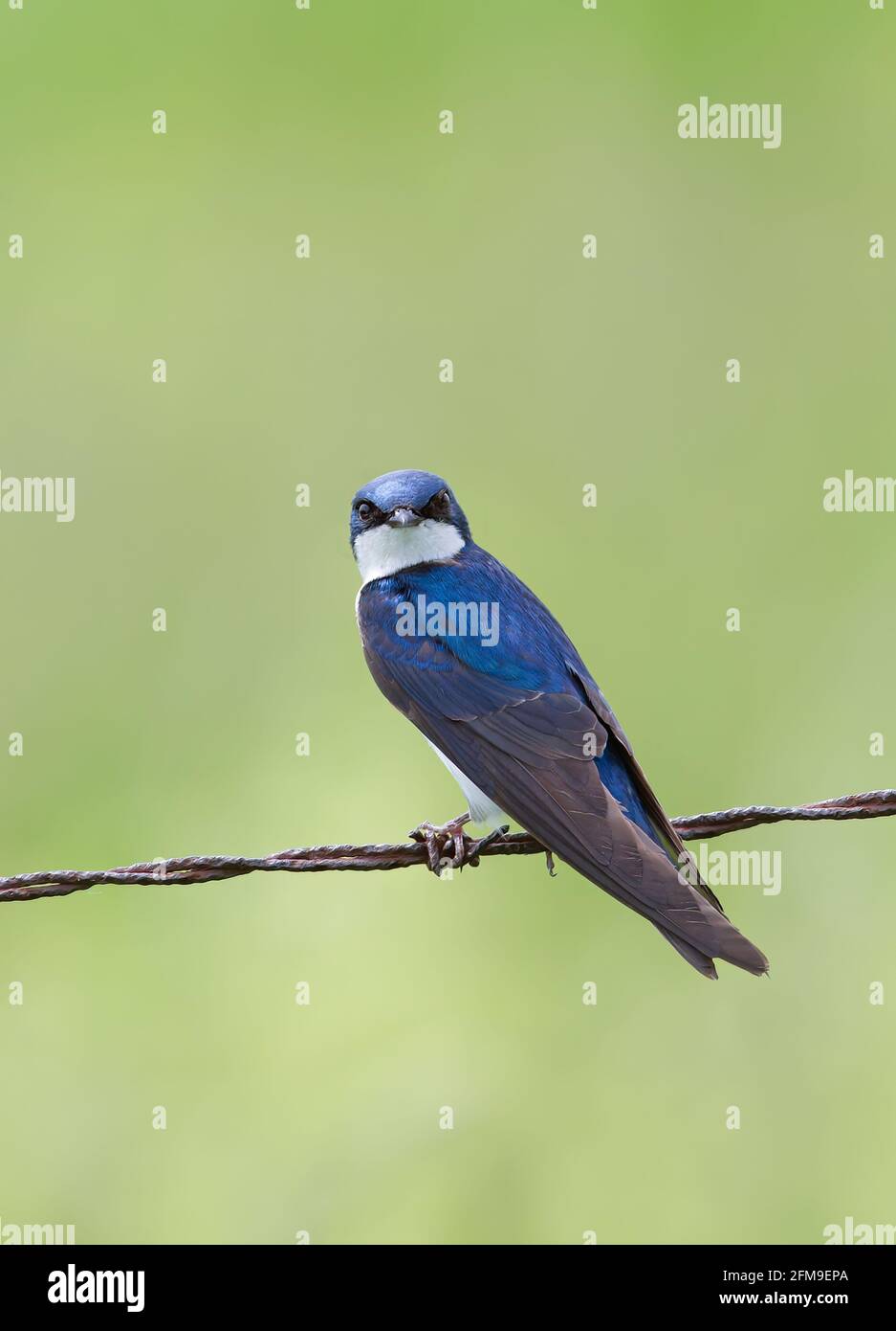 Swallow on a wire hi-res stock photography and images - Alamy