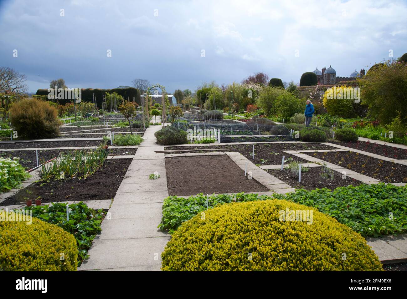 Vegetable Garden, with crop growing in an Elizabethan walled garden ...