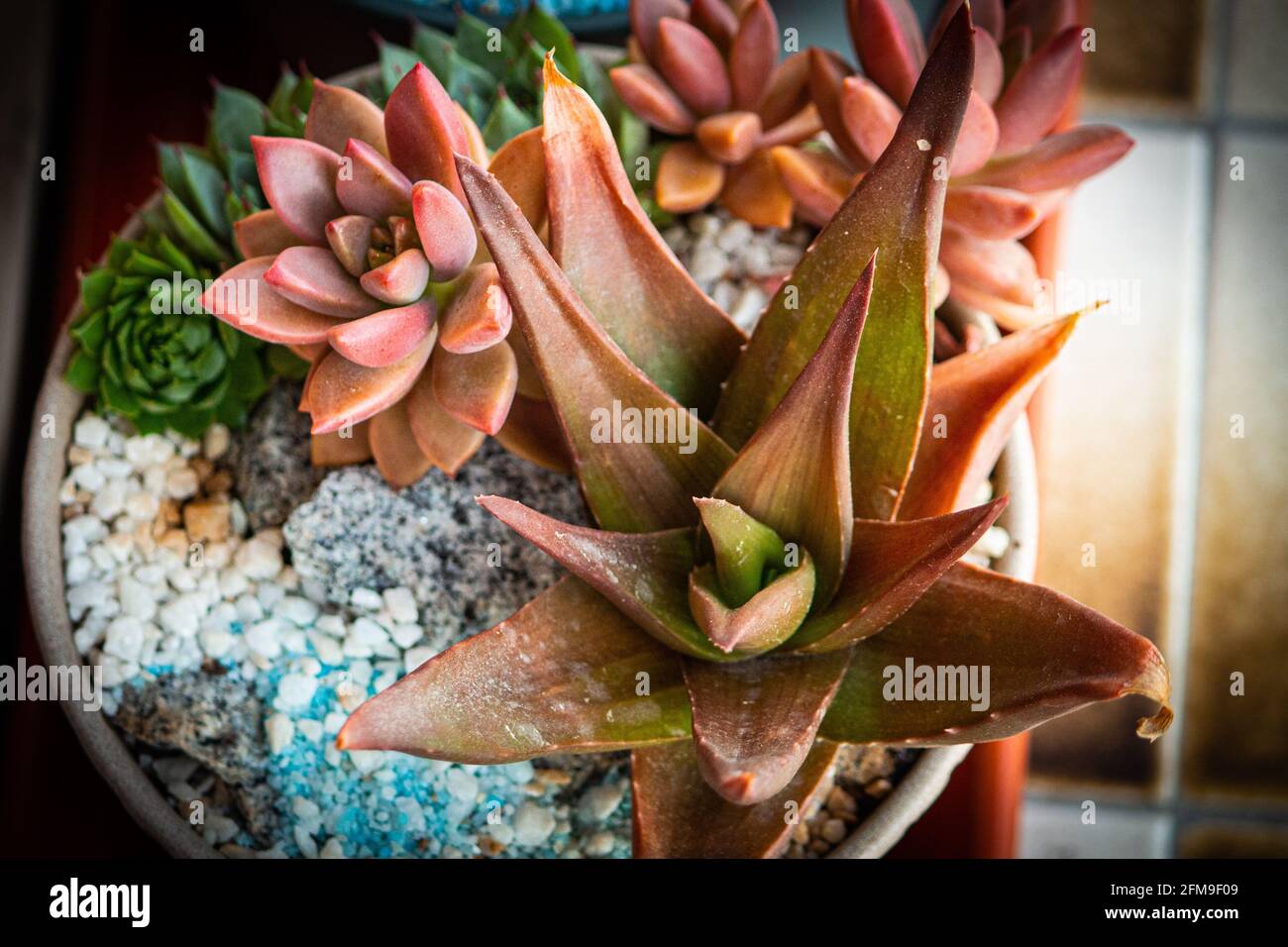 Watering outdoor succulents hi-res stock photography and images - Alamy