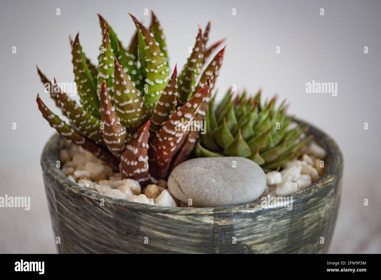 Watering outdoor succulents hi-res stock photography and images - Alamy