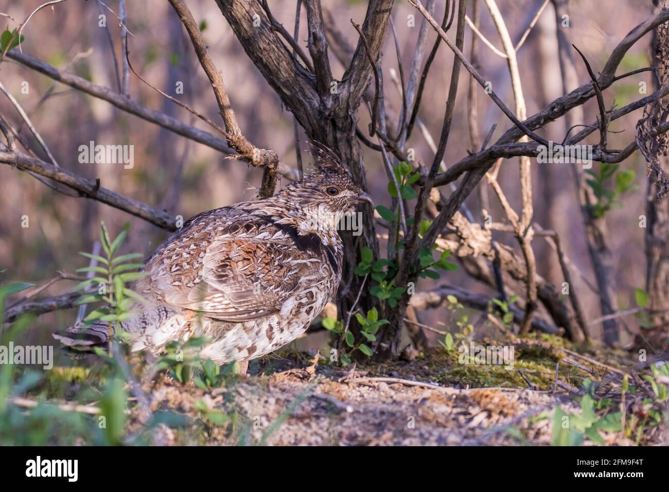 ruffed grouse (Bonasa umbellus) portrait in spring Stock Photo - Alamy