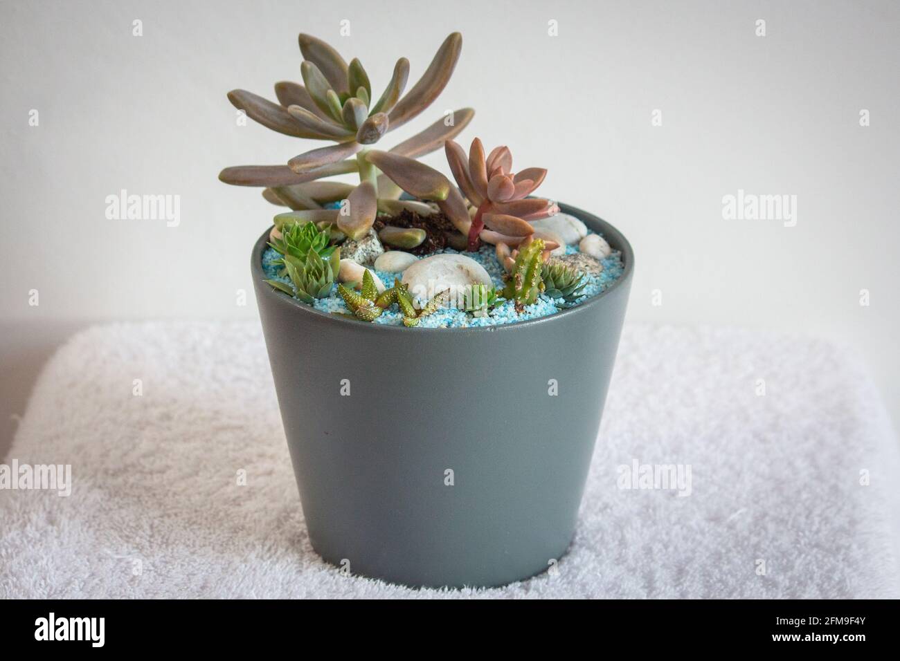 Watering outdoor succulents hi-res stock photography and images - Alamy