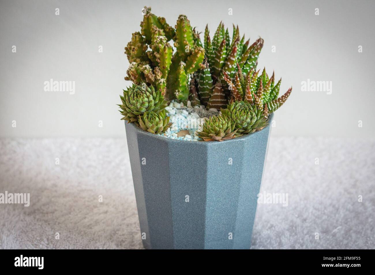 Watering outdoor succulents hi-res stock photography and images - Alamy