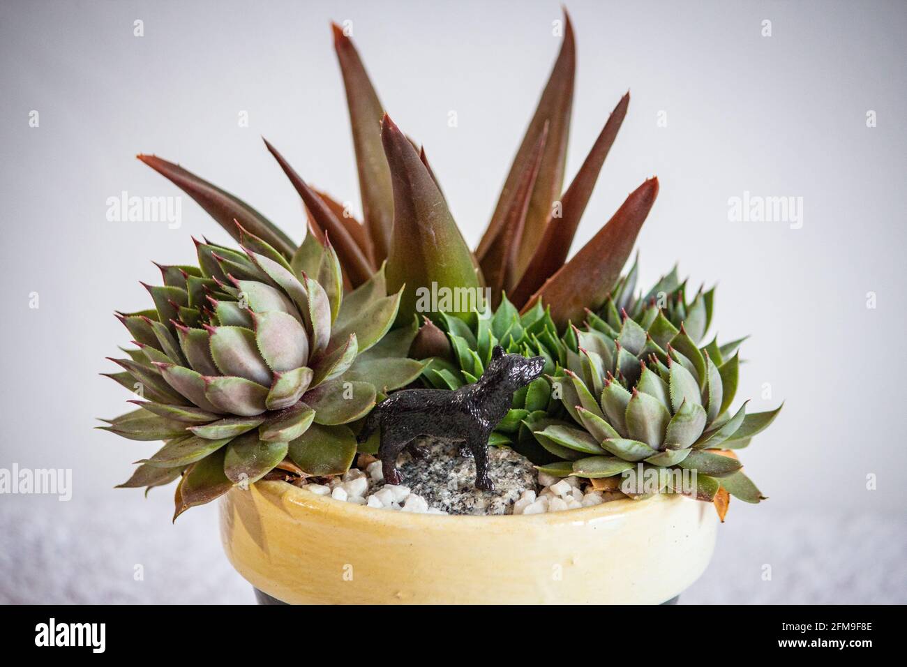 Watering outdoor succulents hi-res stock photography and images - Alamy