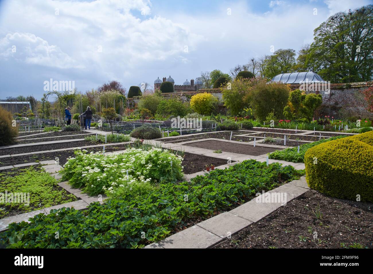 Vegetable Garden, with crop growing in an Elizabethan walled garden ...
