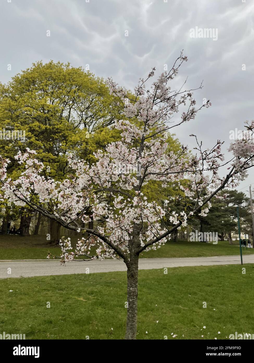 Vertical shot of blooming sakura in High Park - recreational and ...
