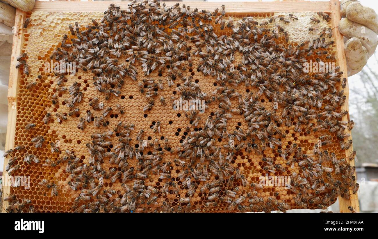 Brood frame with queen cell hi-res stock photography and images - Alamy