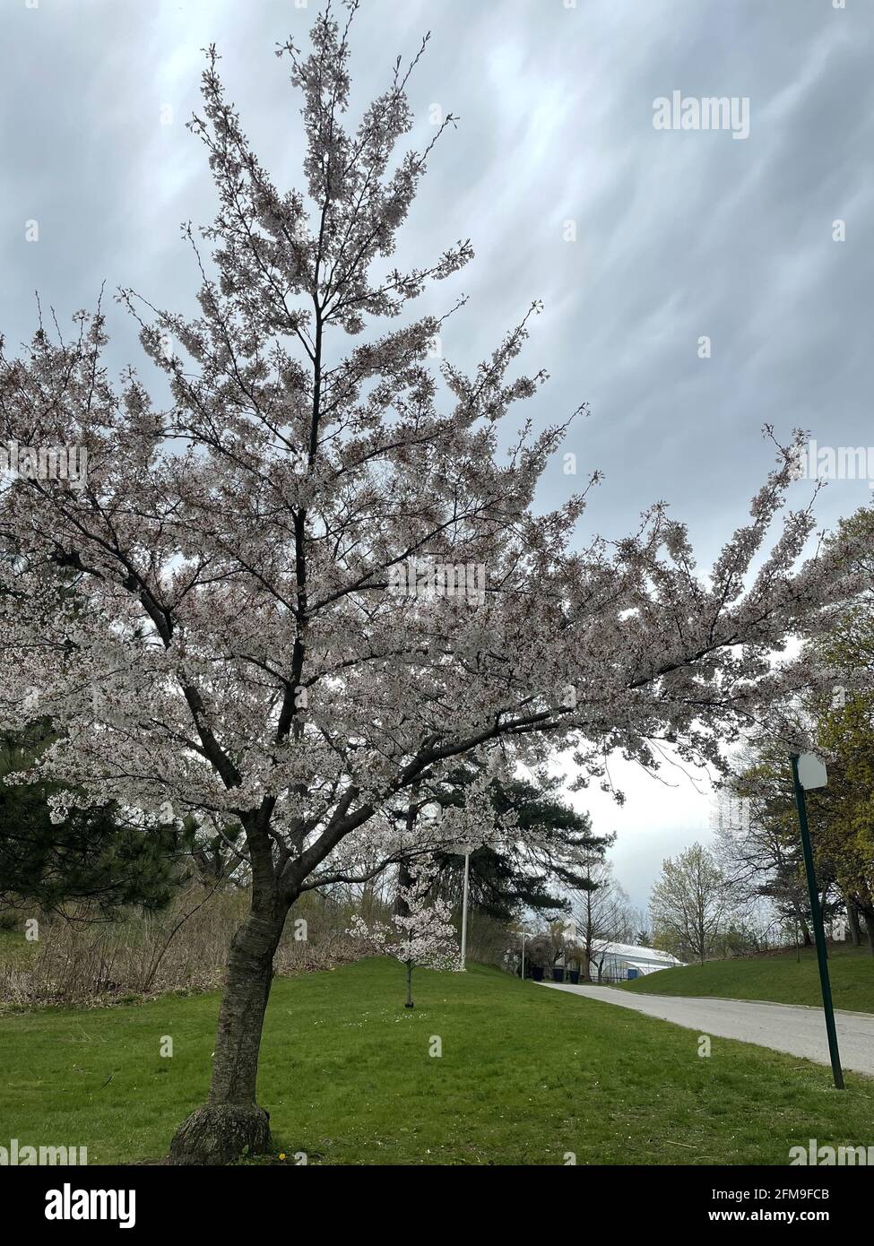 Vertical shot of blooming sakura in High Park - recreational and ...