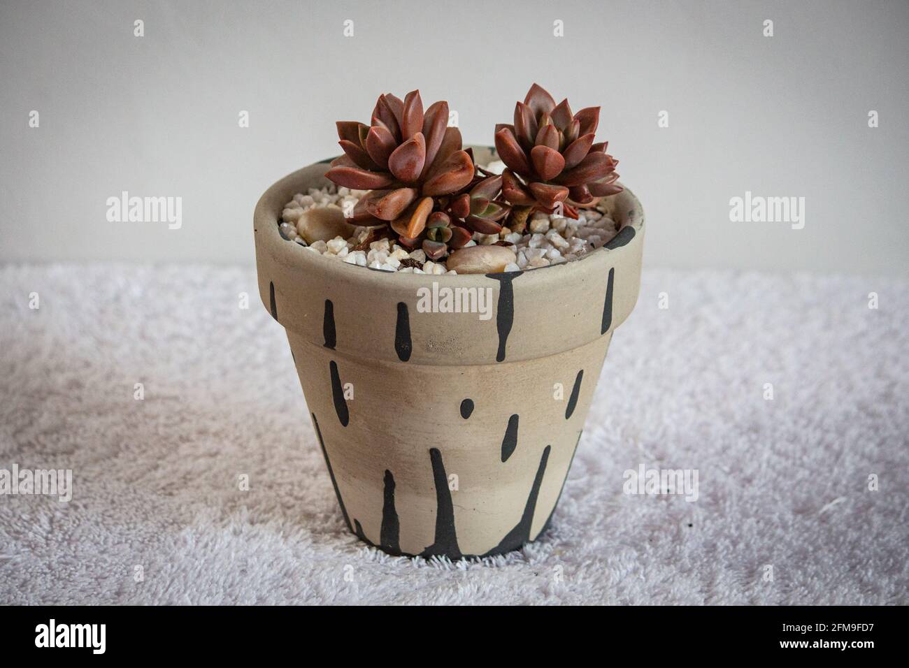 Succulents in terracotta clay pot Stock Photo - Alamy