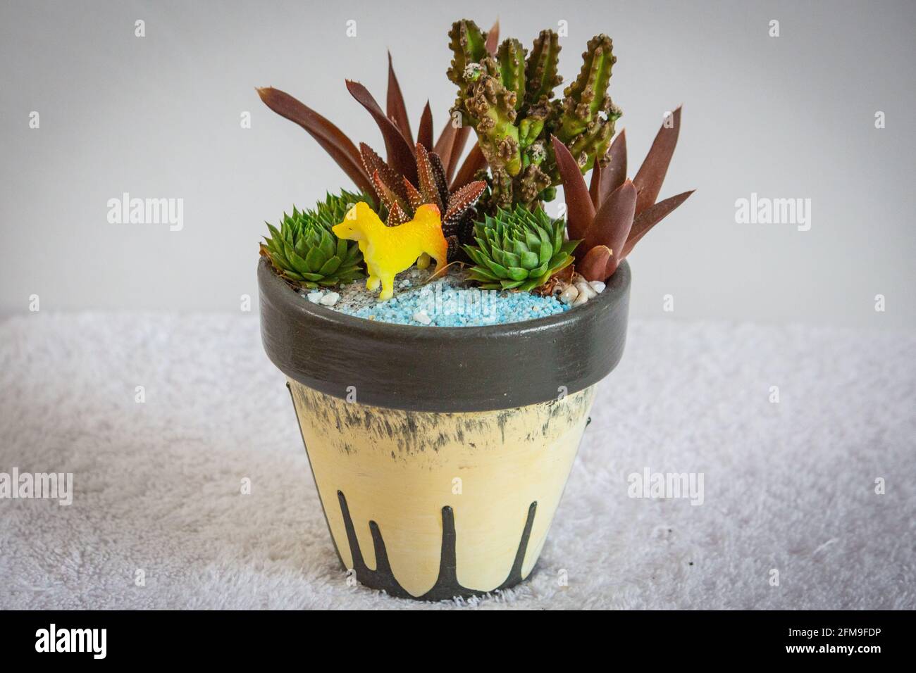 Succulents in terracotta clay pot Stock Photo - Alamy