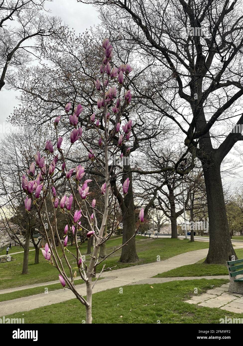 Vertical shot of magnolia and trees in High Park-recreational and ...