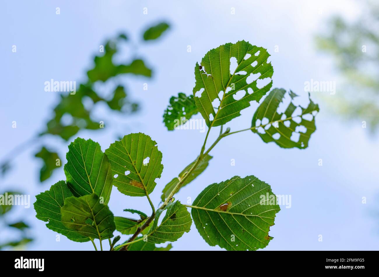 Leaves of alder tree hi-res stock photography and images - Alamy