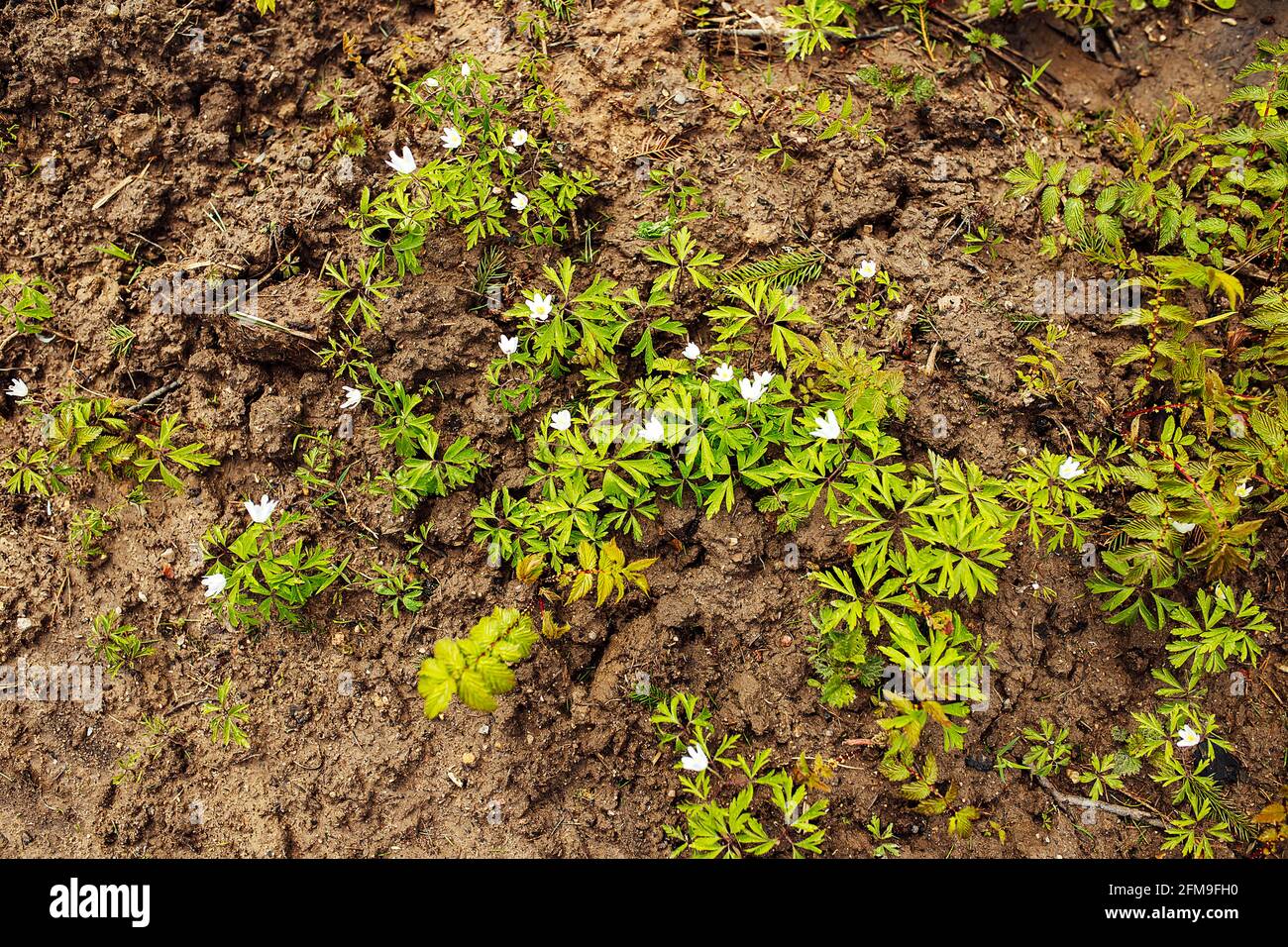 uniformed workers manually sow small tree seedlings into the ground ...