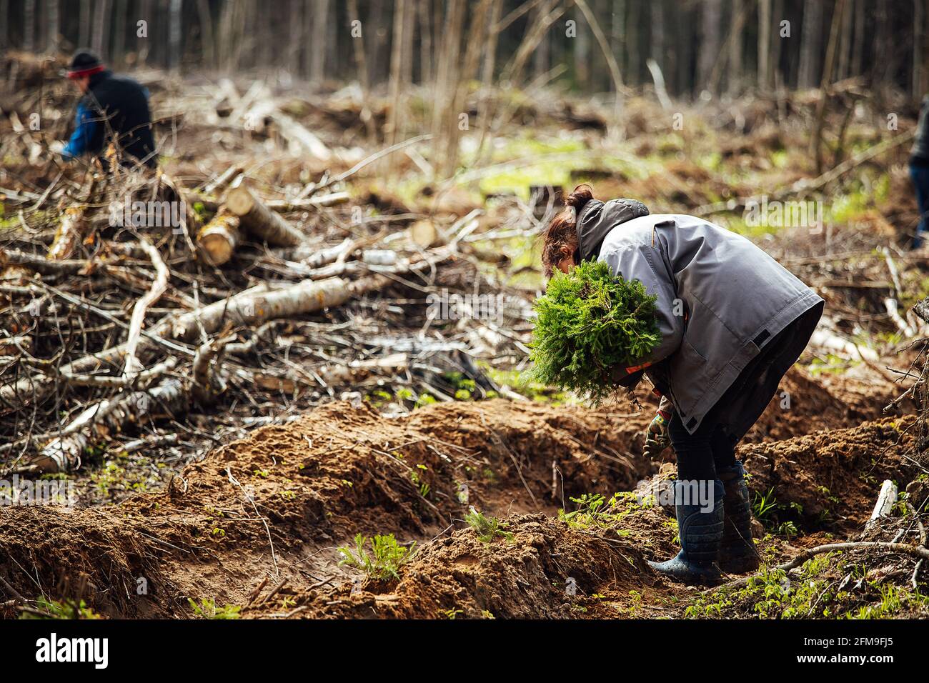 uniformed workers manually sow small tree seedlings into the ground ...