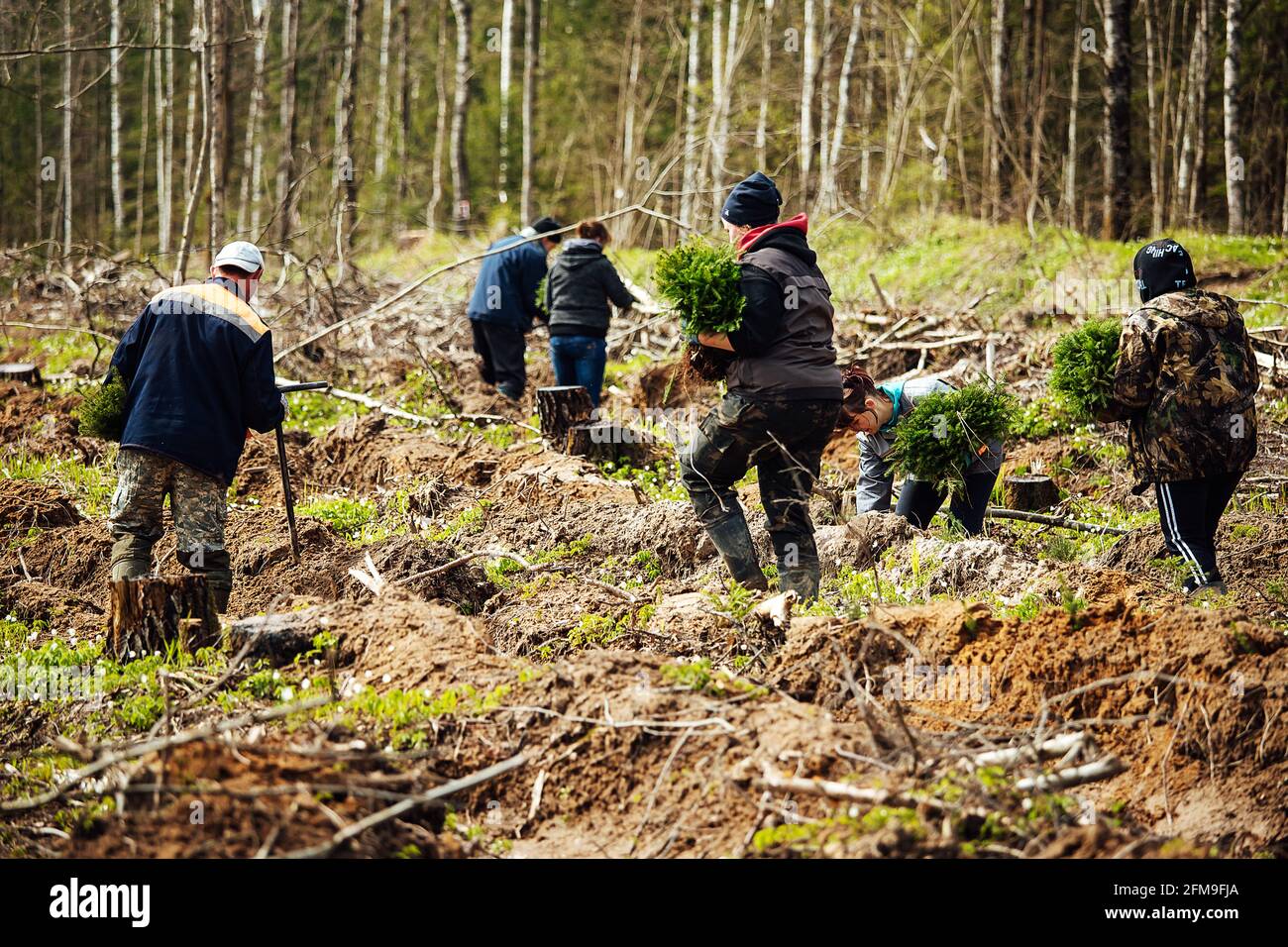 uniformed workers manually sow small tree seedlings into the ground ...