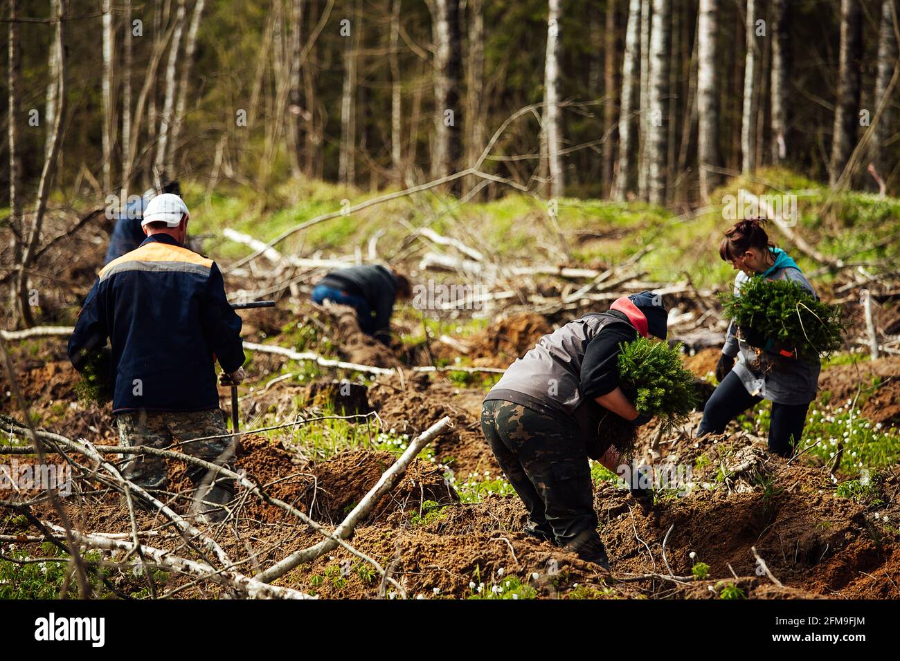 uniformed workers manually sow small tree seedlings into the ground ...