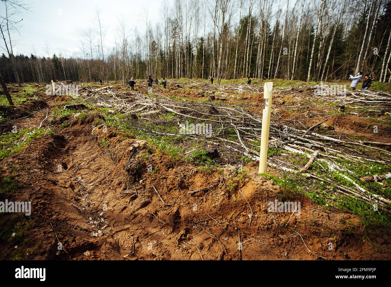 uniformed workers manually sow small tree seedlings into the ground ...