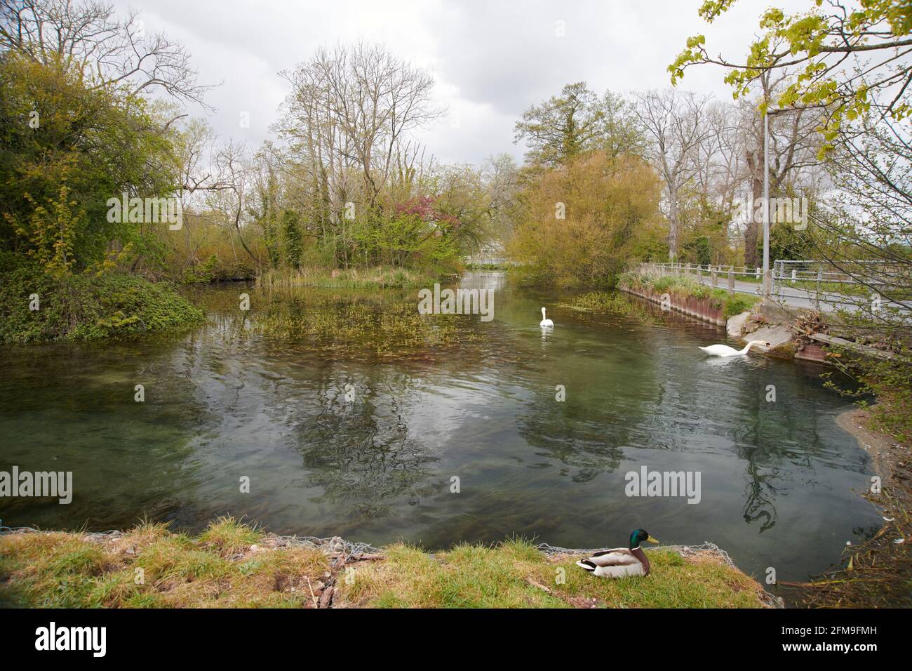 Driffield Trout stream, a world-famous chalk stream with its crystal ...