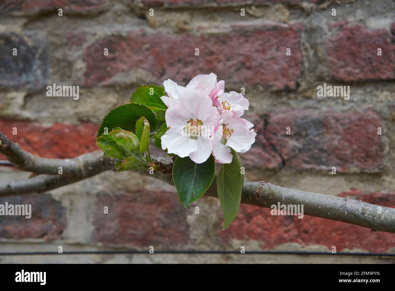 Malus domestica 'Bramley's Seedling Apple trees growing in an ...