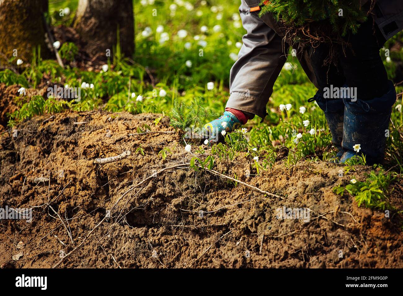uniformed workers manually sow small tree seedlings into the ground ...