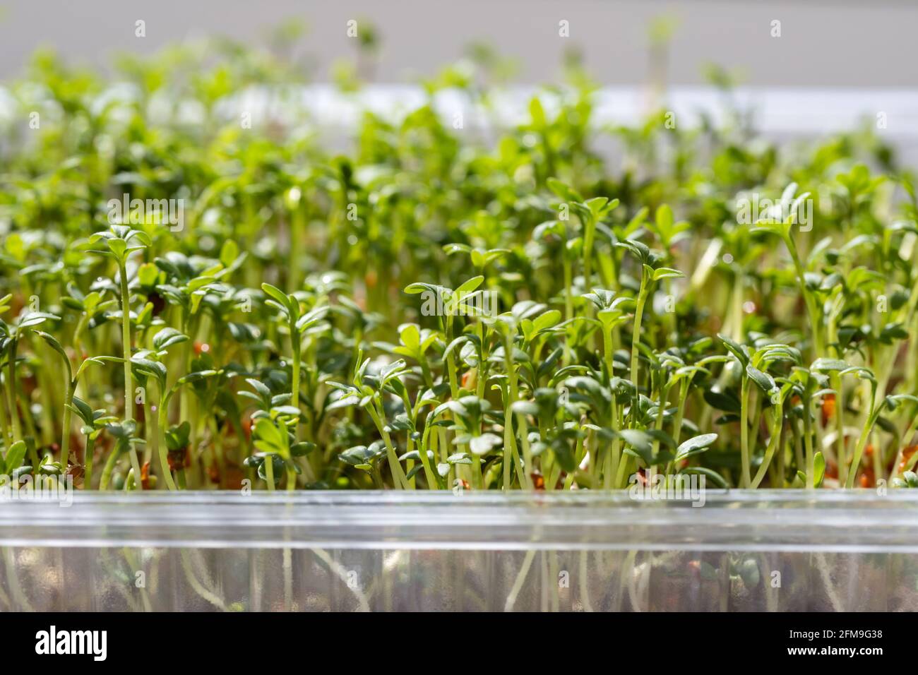 Cress seeds home hi-res stock photography and images - Alamy