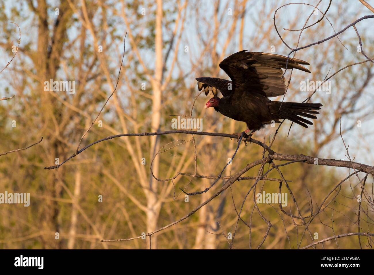 Turkey vulture (Cathartes aura) in spring migration Stock Photo - Alamy