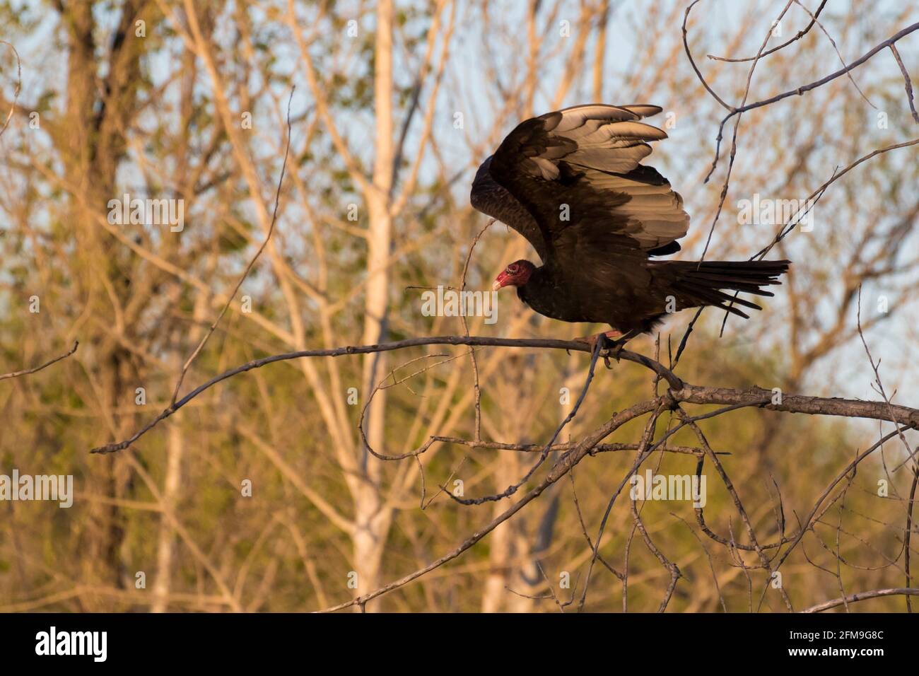 Turkey vulture (Cathartes aura) in spring migration Stock Photo - Alamy