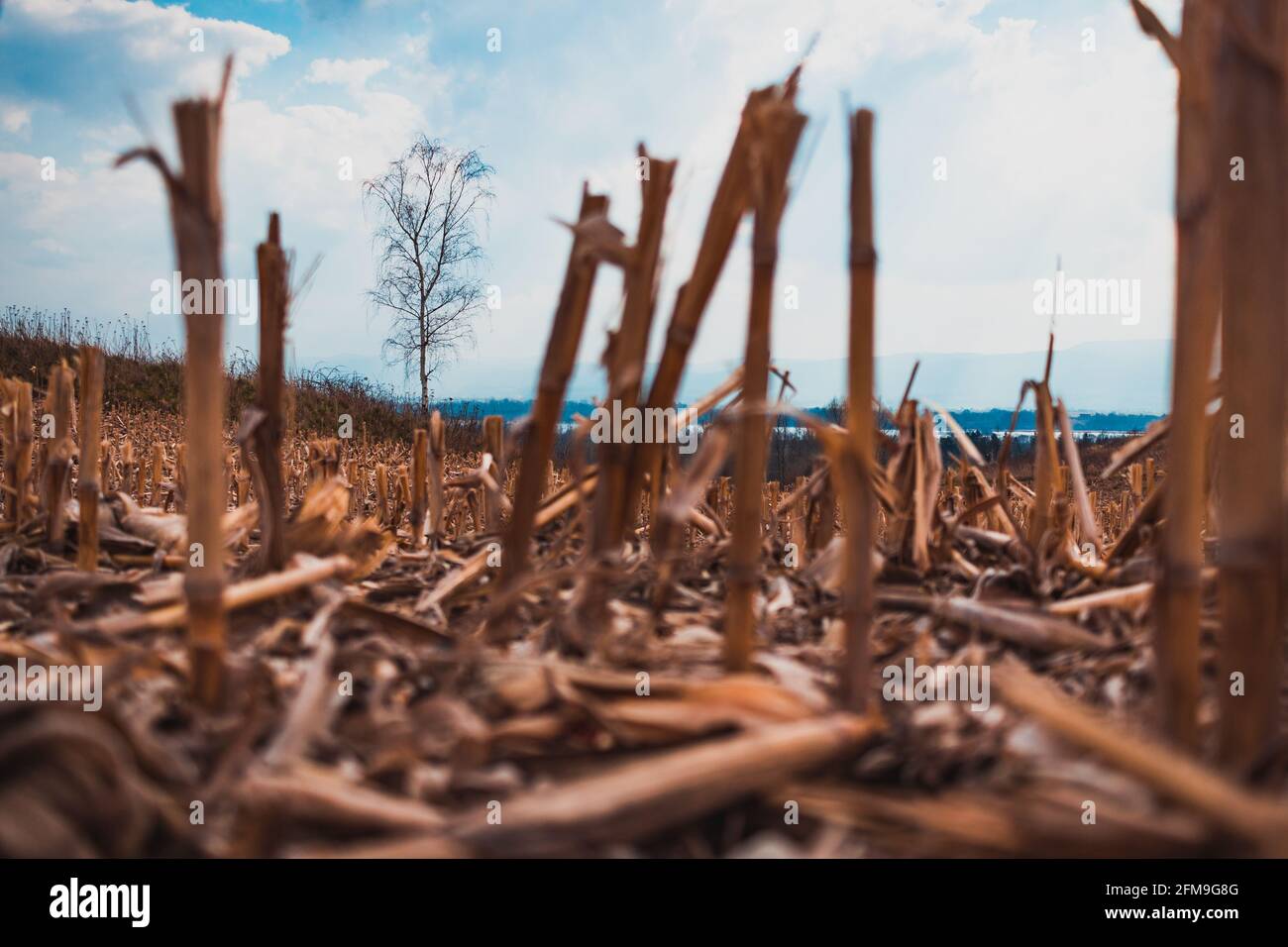 Lone tree on the field of cut crops with sun rays breaking through the ...