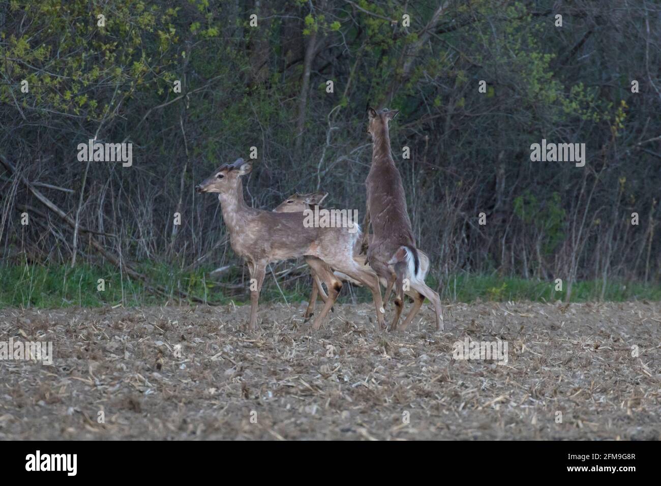 Males white-tailed deer (Odocoileus virginianus) in spring Stock Photo ...
