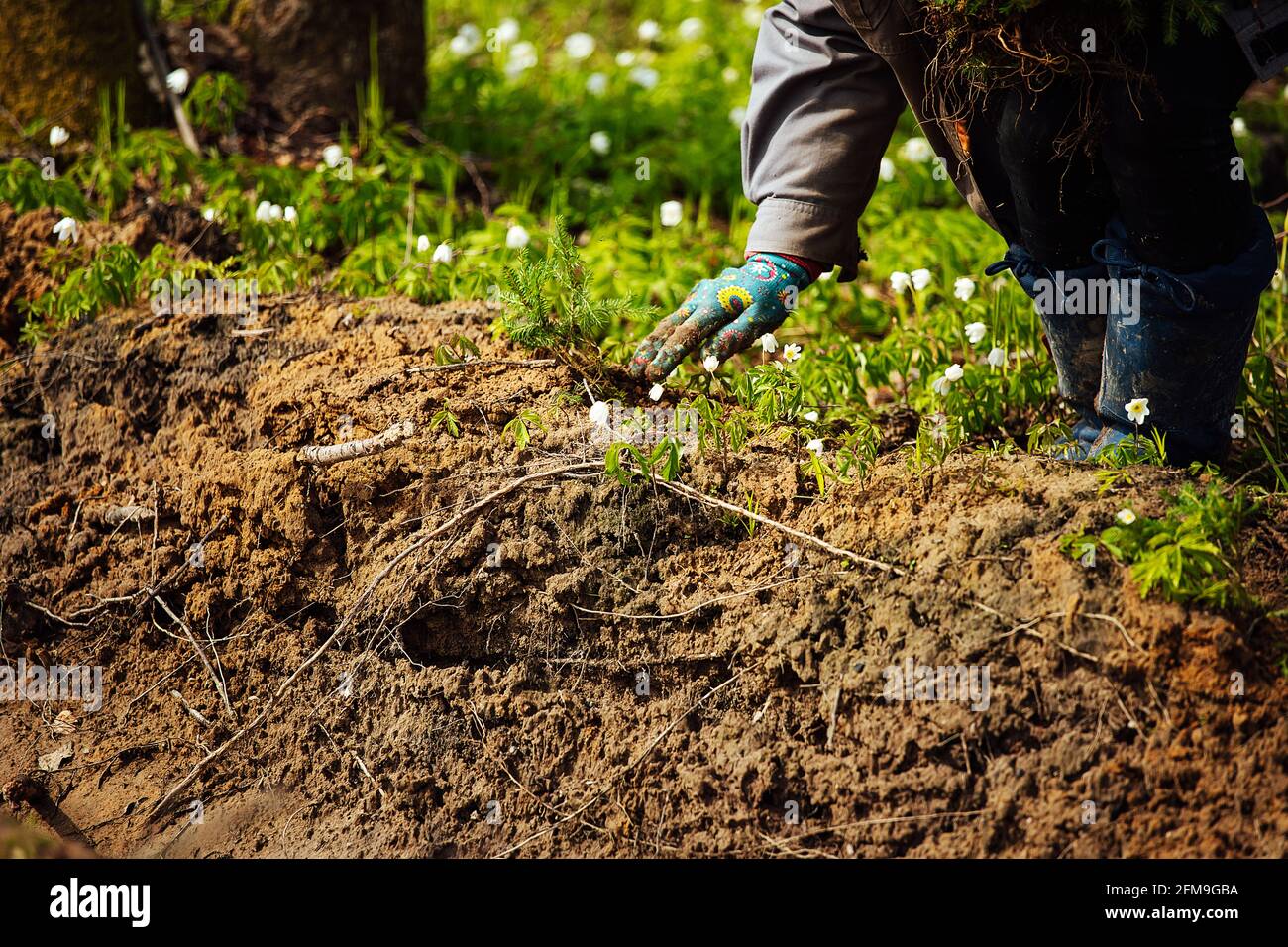 uniformed workers manually sow small tree seedlings into the ground ...