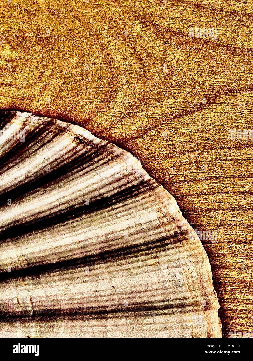 Shell grain hi-res stock photography and images - Alamy