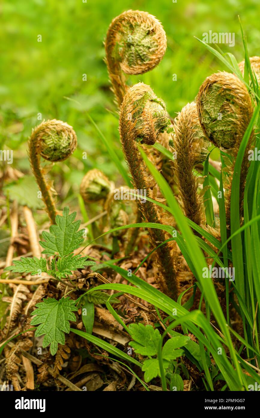 Fern leaves begin to grow in the spring. They roll out. Depth of field ...