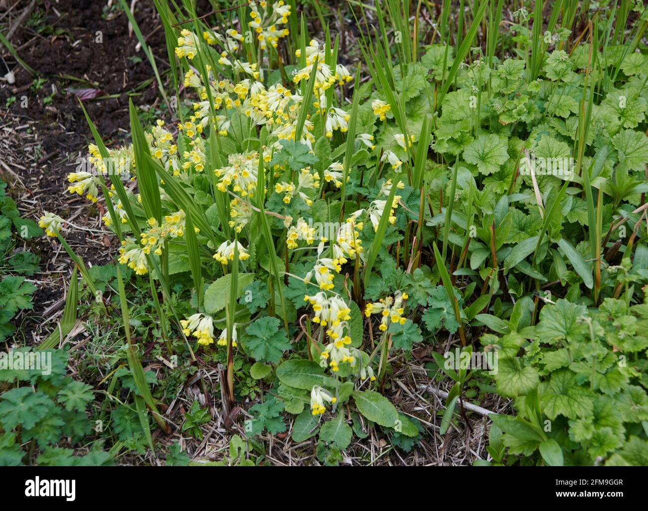 Spring Cowslips (Primula veris) growing and flowering in a garden ...