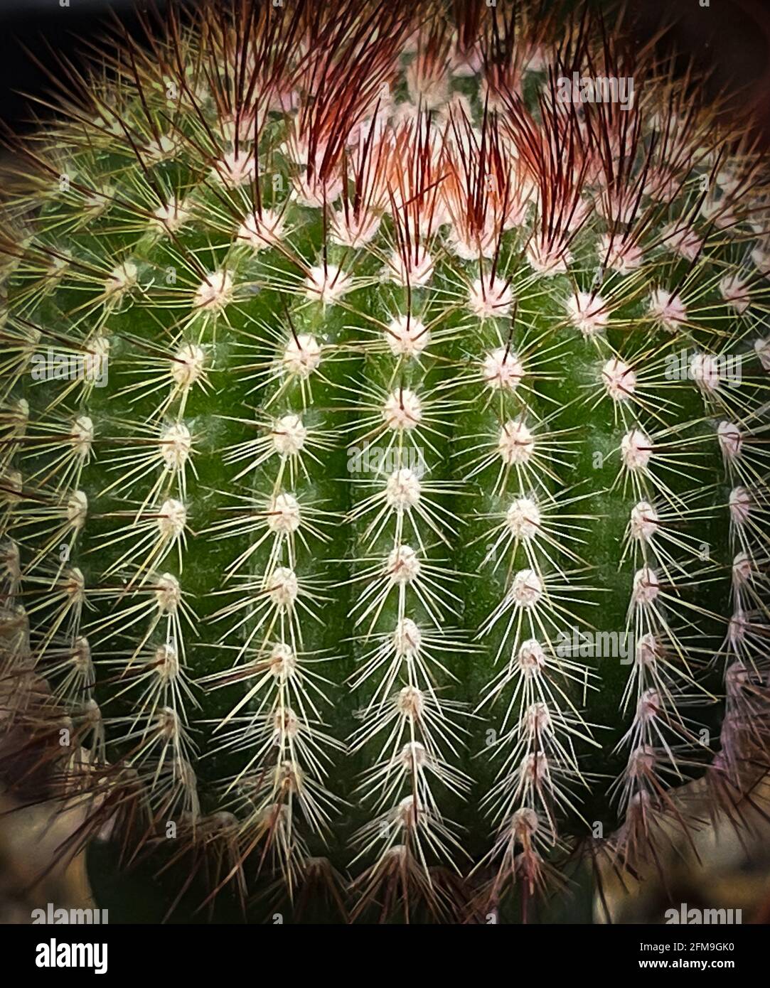 Spikey plants hi-res stock photography and images - Alamy