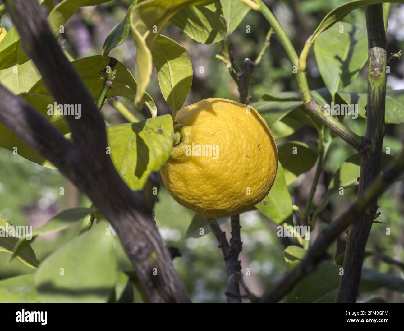 Lemon on a tree ready to pick Stock Photo - Alamy