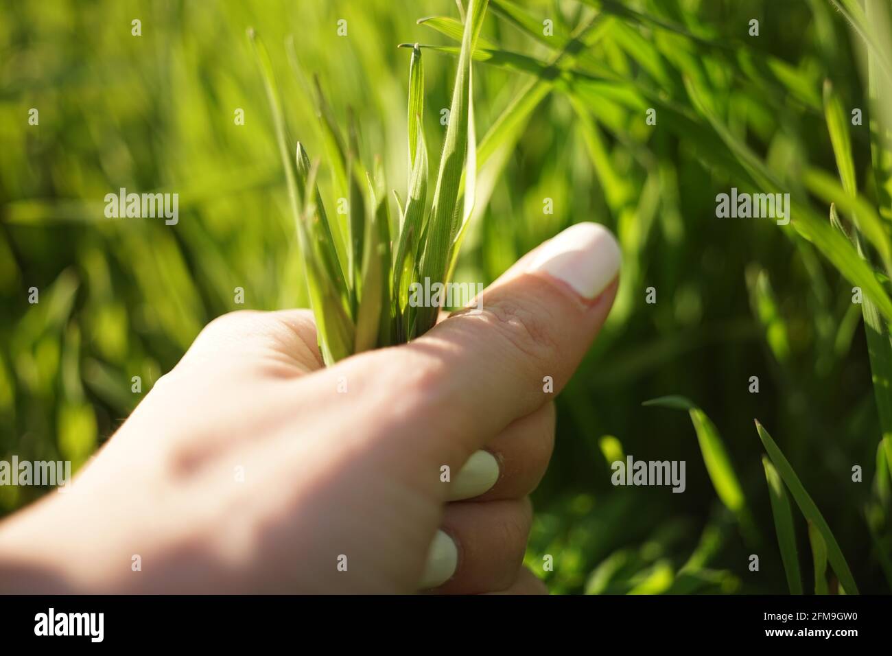 Female hand pulls out green grass in a spring garden Stock Photo - Alamy