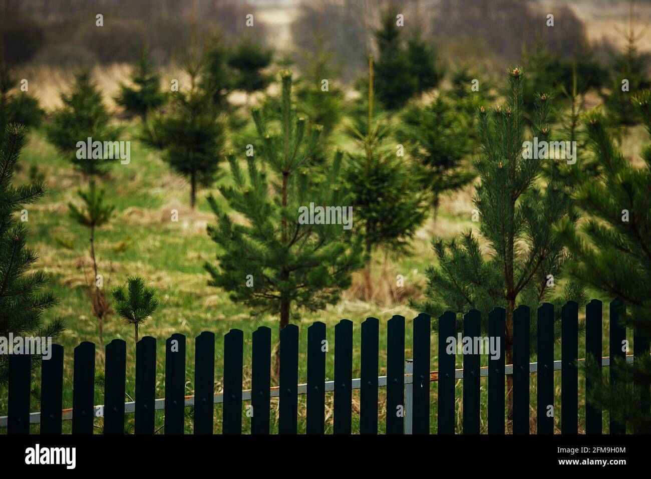 spruce nursery. planting fir trees and pines in straight rows to ...