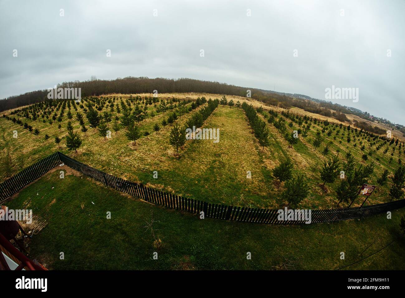 spruce nursery. planting fir trees and pines in straight rows to ...