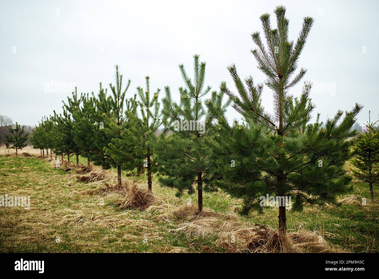 Transplant tree hi-res stock photography and images - Alamy