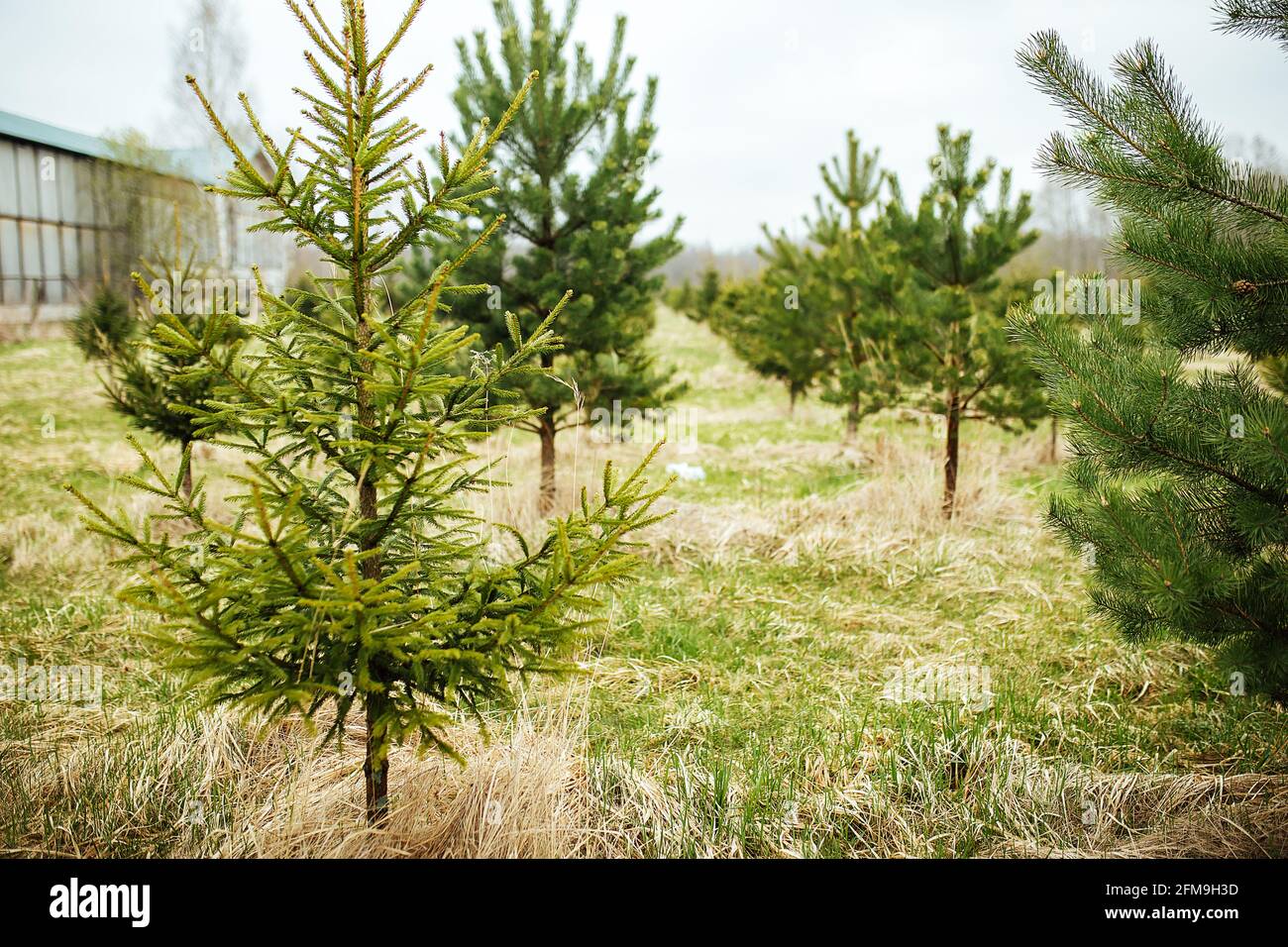 spruce nursery. planting fir trees and pines in straight rows to ...