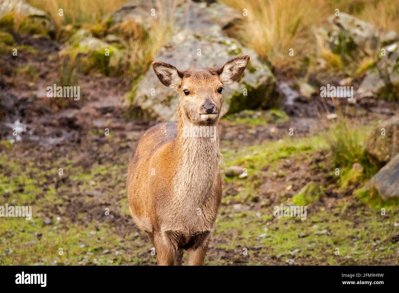 A red doe female deer standing on a hill in the scottish highlands ...