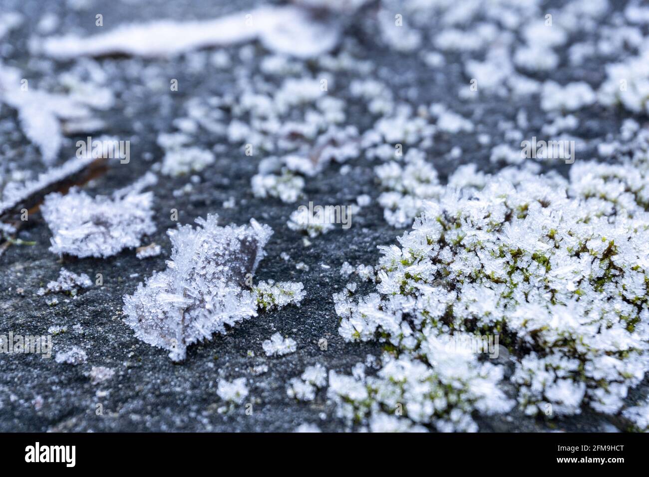 Closeup of the morning frost covering the green small plants in the ...