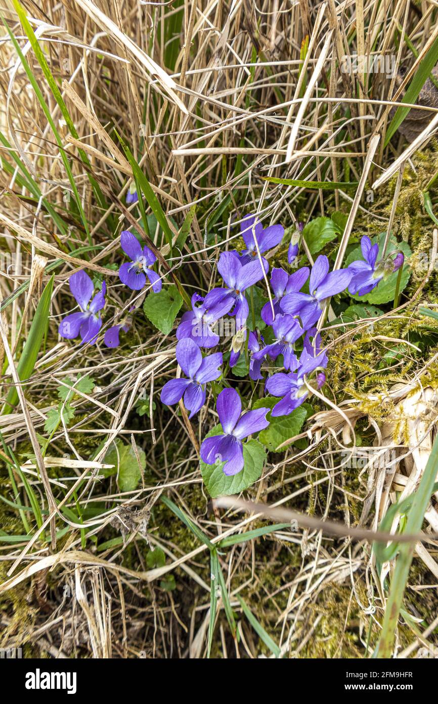 Edge flora hi-res stock photography and images - Alamy