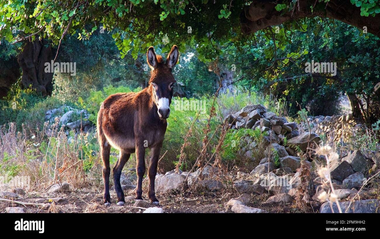 Donkeys under trees hi-res stock photography and images - Alamy