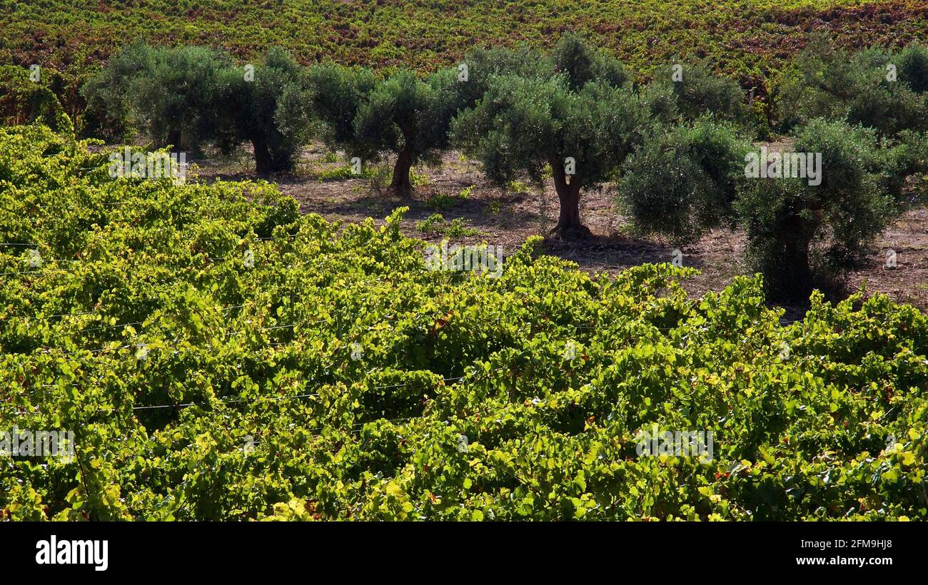 Planeta wine hi-res stock photography and images - Alamy