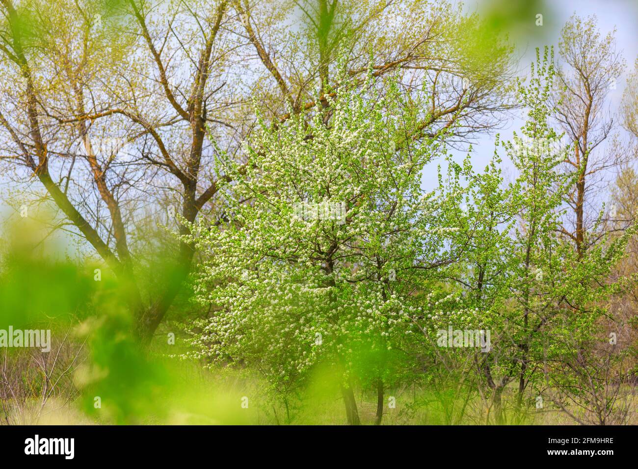 Blossoming tree in spring garden. Beautiful spring natural background ...