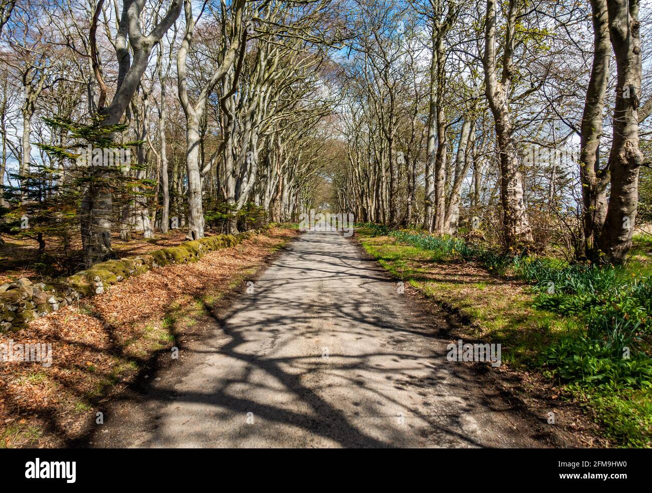 A rural, country lane in the UK Stock Photo - Alamy
