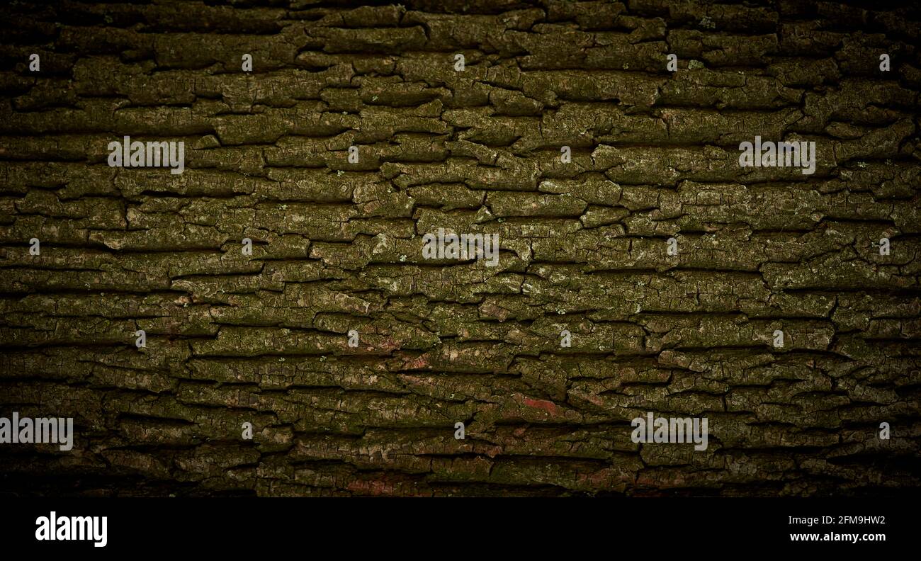 Dark tree bark texture as a background Stock Photo - Alamy