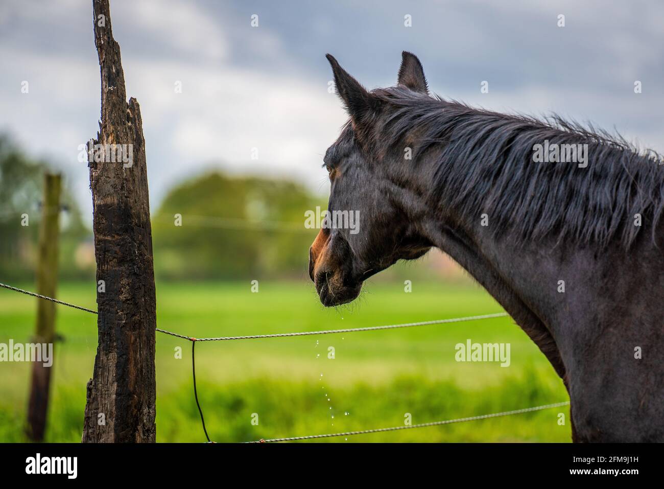 Horse head of a black horse Stock Photo - Alamy
